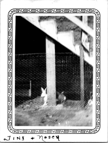 Cute Adorable Bunny Rabbit Hare Americana Pets 1930s Vintage Photo | eBay