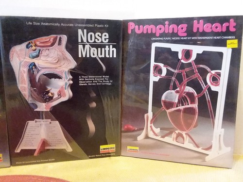 Lindberg Body Parts Visible Human Body 1/6 Scale Plastic Model Kit Lot ...