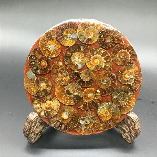 Half Cut Ammonite Shell Jurassic Fossil Disc Madagascar (120g 118mm ...