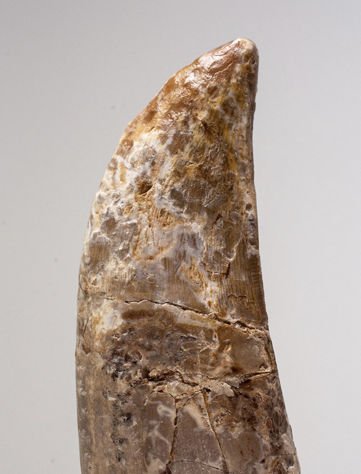 Extremely Rare Tyrannosaurid Alioramus Dinosaur Tooth Bayankhongor ...