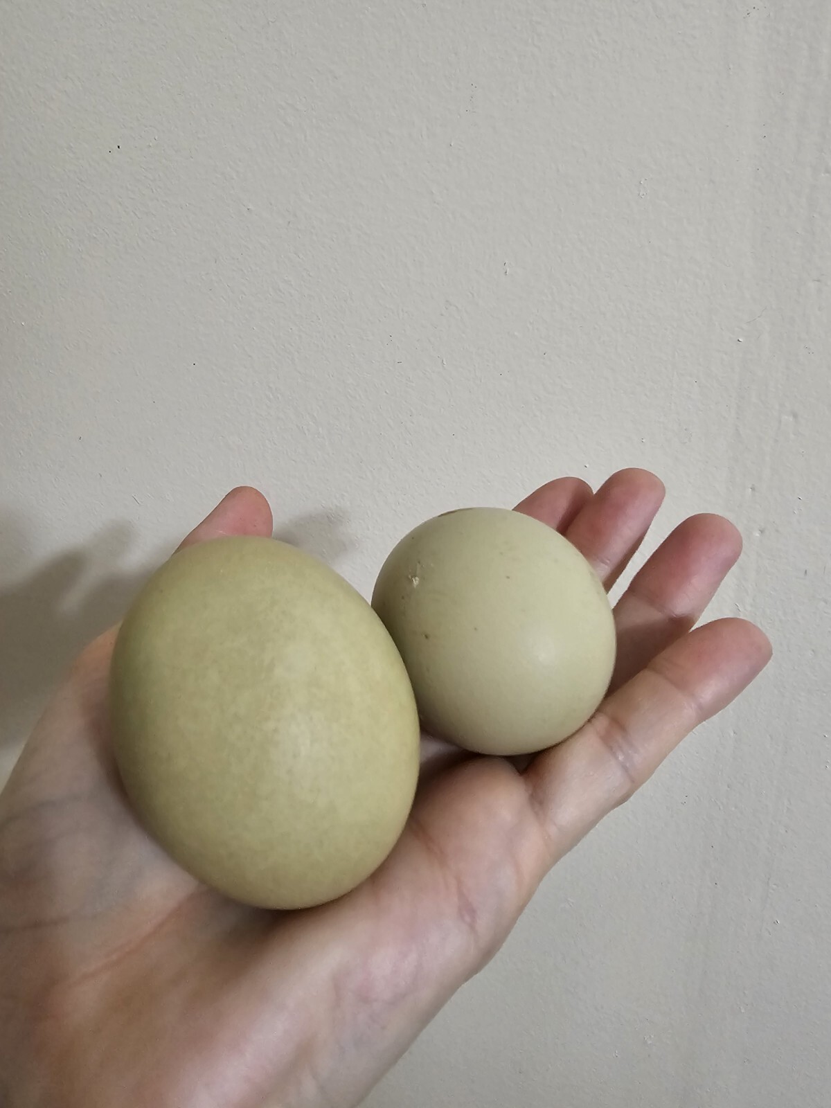 6 Olive Egger X Green Queen Hatching Eggs NO FERTILITY GUARANTEE | eBay