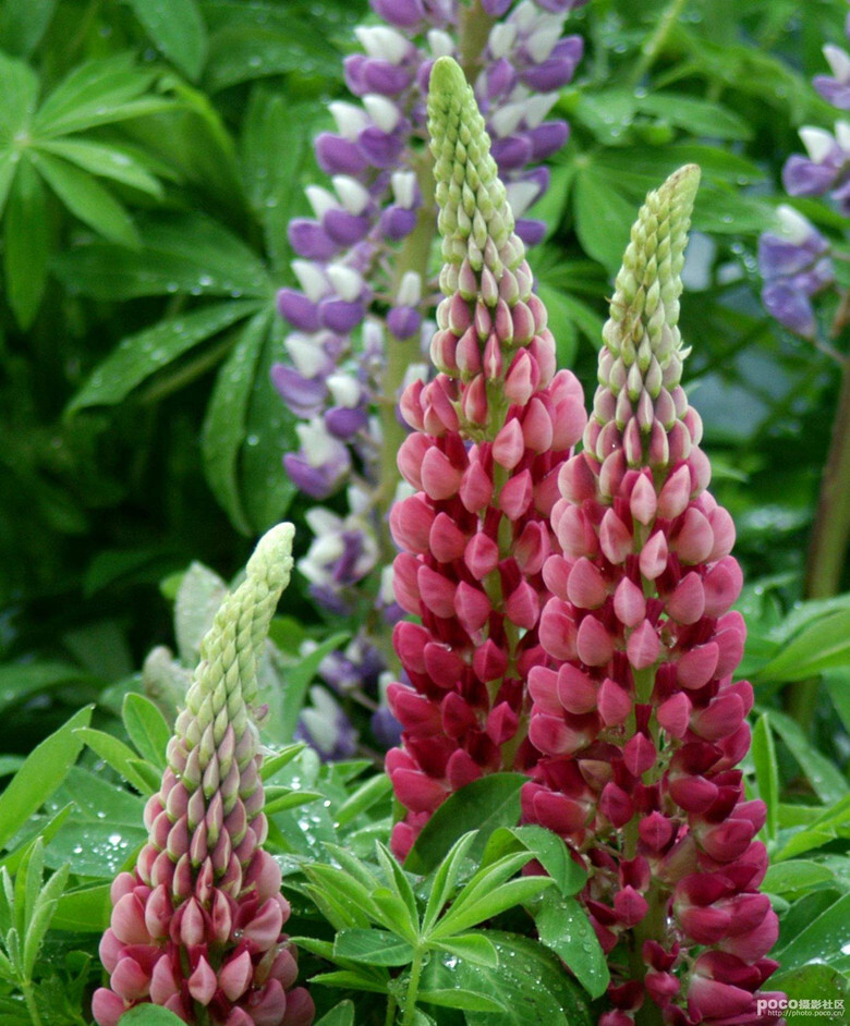 20 EXOTIC rare LUPINE SEEDS for garden flower beds plant bush USA ...