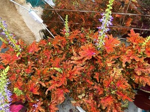 Prairie Carnivores | eBay Stores