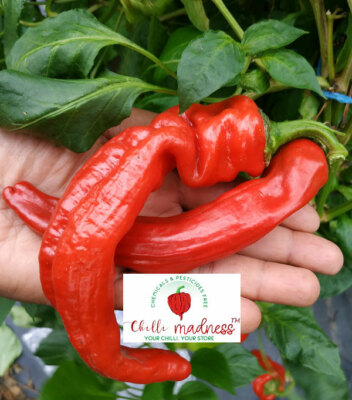 Chilli Friariello Di Napoli Pepper Sustainably Grown in Australia 10 ...