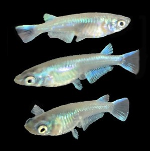 7 Platinum Blue Miyuki Medaka Japanese Rice Fish. Easy Hardy Aquarium ...