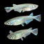 7 Platinum Blue Miyuki Medaka Japanese Rice Fish. Easy Hardy Aquarium ...