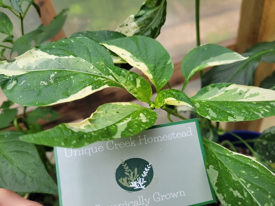 Variegated Baby BELL Pepper Seeds Mini Peppers Unique Creek Homestead ...