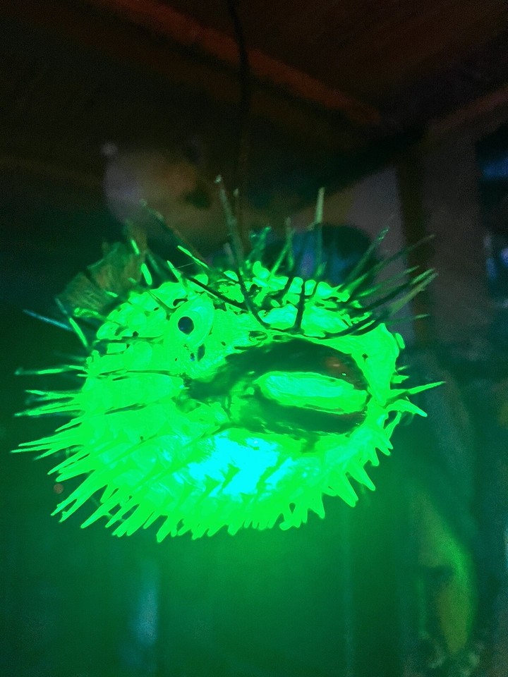 NEW 10” Puffer Fish Lamp w/green LED Tiki bar Smokin Tikis | eBay