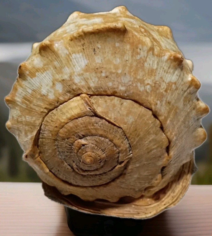 HUGE Queen Conch Sea Shell 8” Unique Large Natural Beach Decor Nautical ...