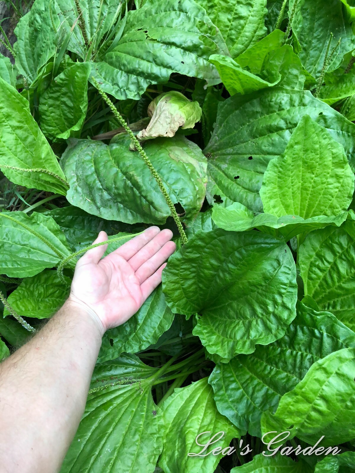 Common Plantain Seed