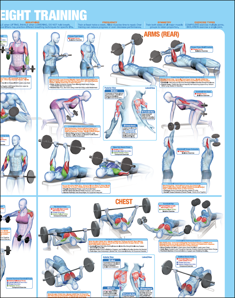 Weight Training Poster | Bodybuilding Poster | Exercise Chart | Keep ...