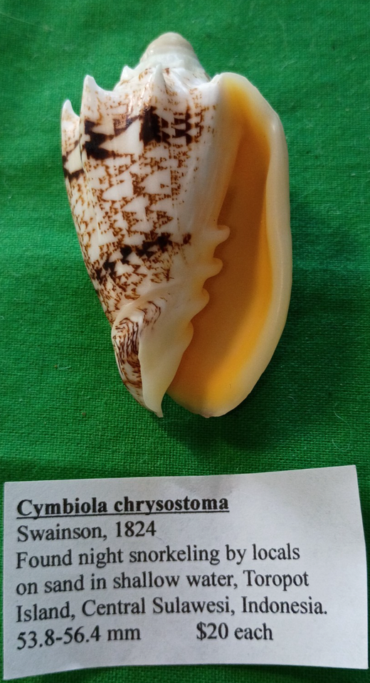 Voluta Cymbiola chrysostoma #R1332 Indonesia 57mm | eBay