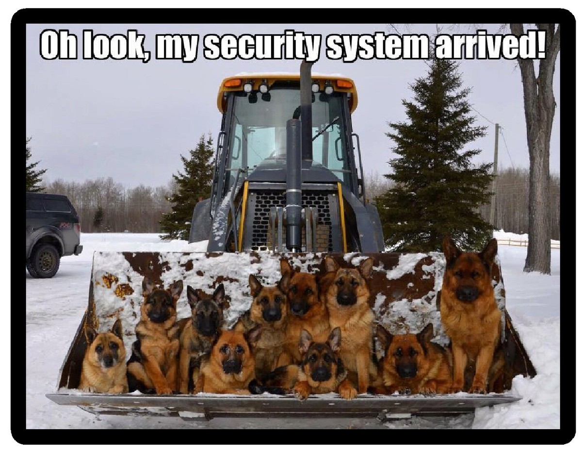 Dog Protection Memes