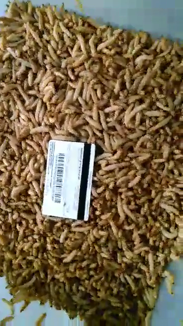 250 Live Wax Worms, Waxies, Bee Moths, Pet Food, Reptiles, Waxworm FREE ...