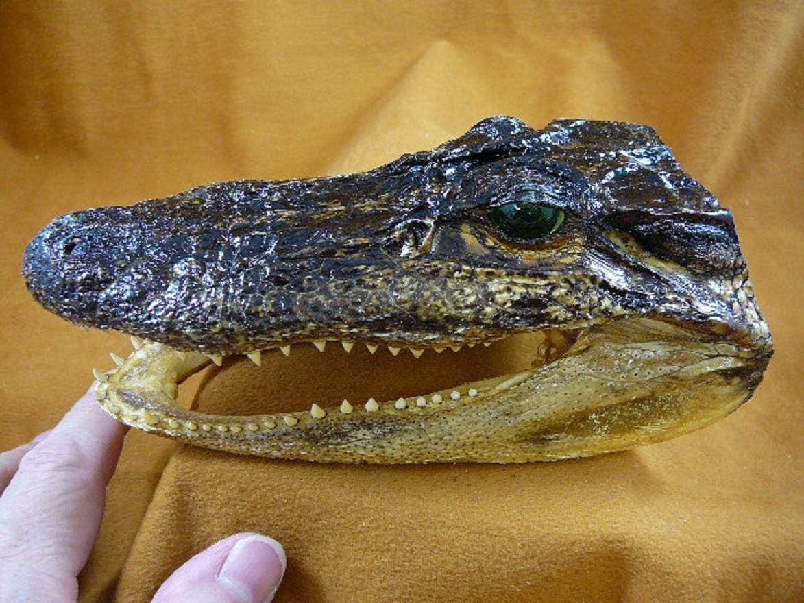 (G206-8) 6" Gator ALLIGATOR Aligator HEAD teeth TAXIDERMY heads I love ...