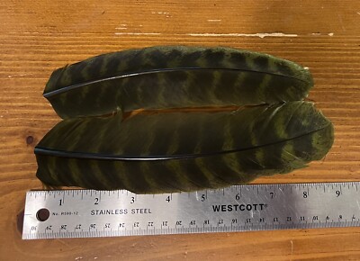 Ozark Turkey Quill Barred - Olive / Feathers for Fly Tying | eBay