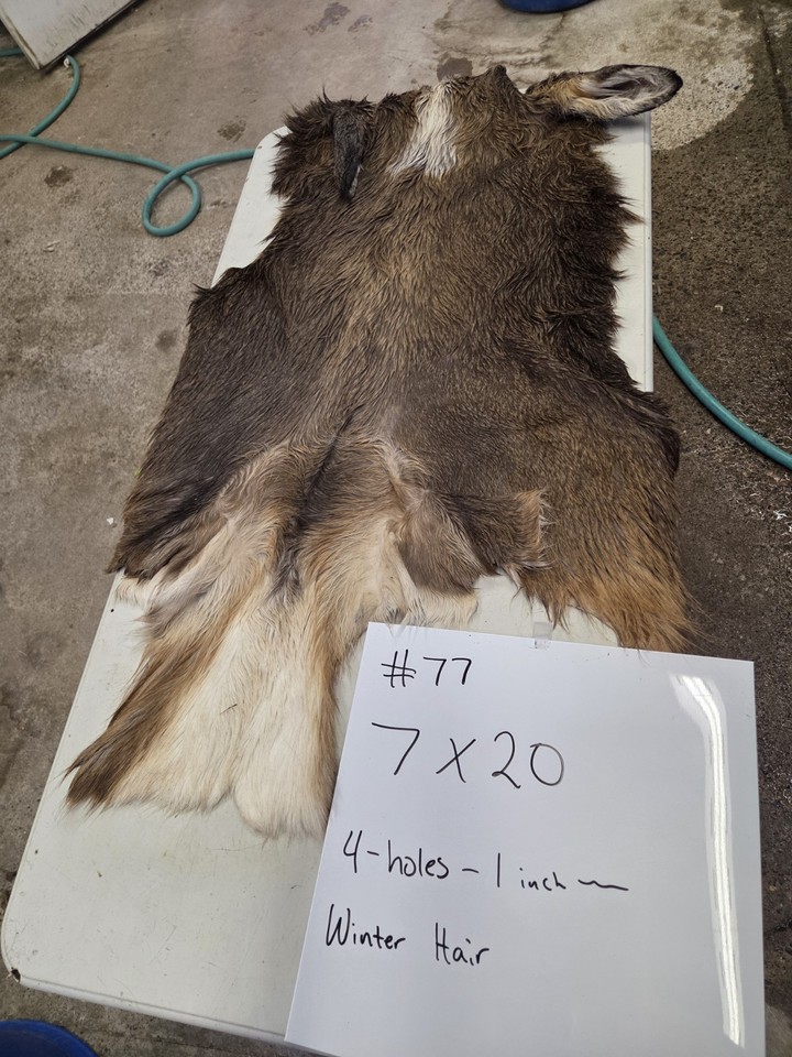 Taxidermy Cape Tanned Hide Deer Buck Antlers | eBay