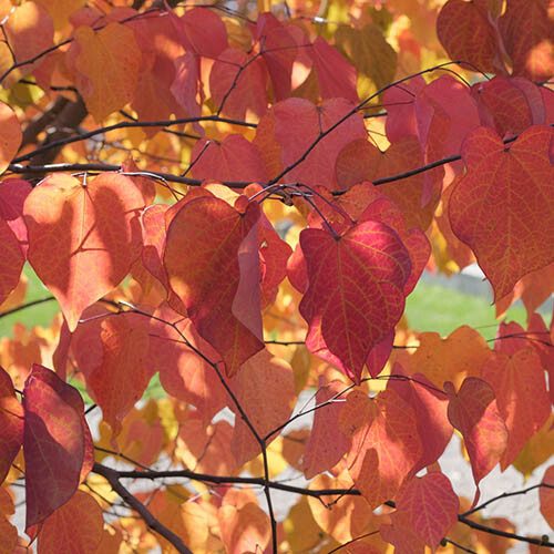 American 'Forest Pansy' Cercis canadensis eastern redbud Baby Tree 3L ...
