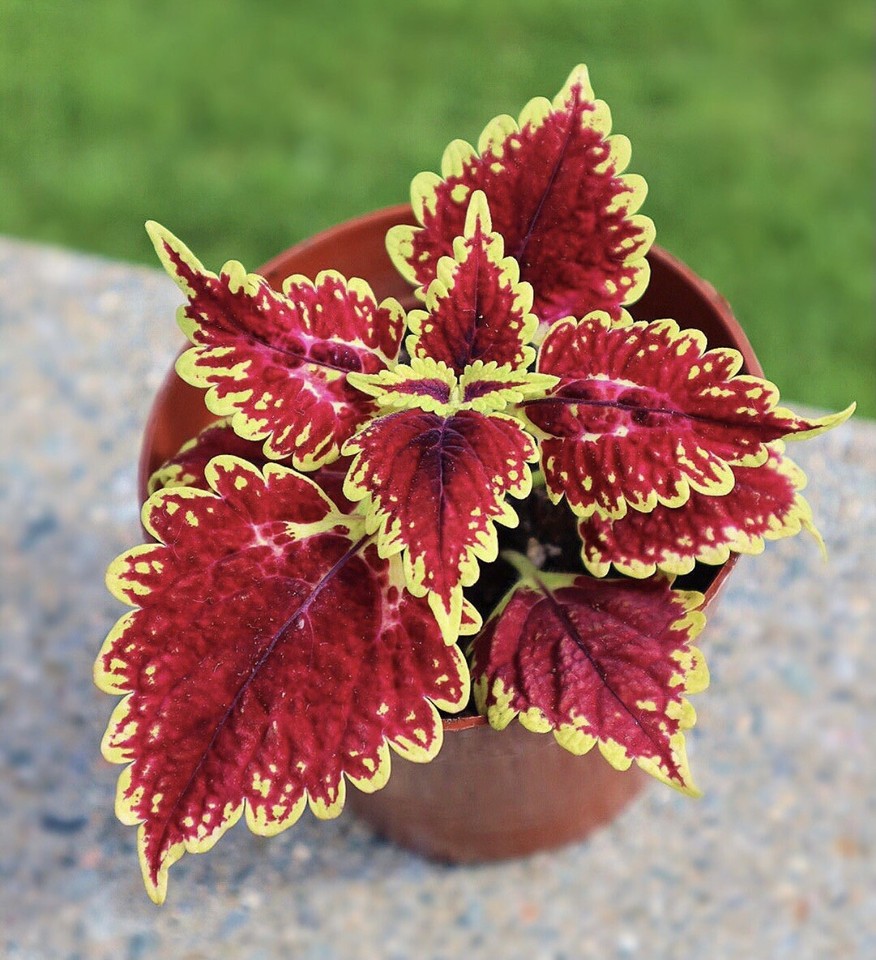Coleus- Solenostemon Chocolate Drop 6cm potted plant | eBay UK