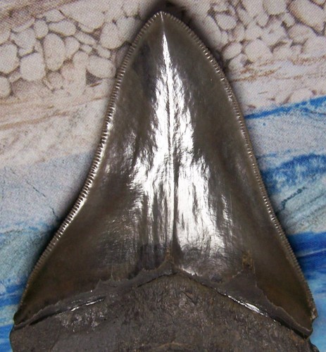 MEGALODON Shark Tooth 4 5/8" sharks teeth HUGE jaw fossil REAL GEORGIA ...