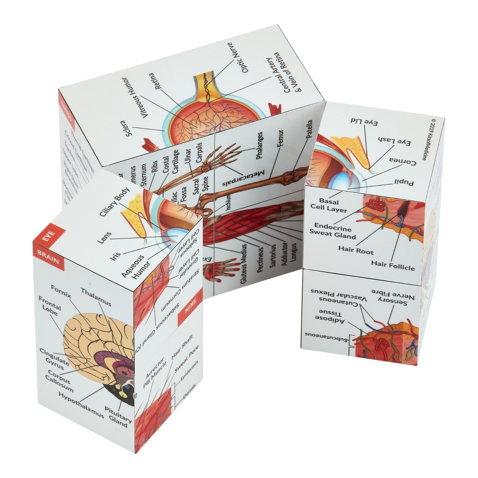 Human Anatomy Study Cube | Anatomy Gift | Learn 9 Parts of The Human ...