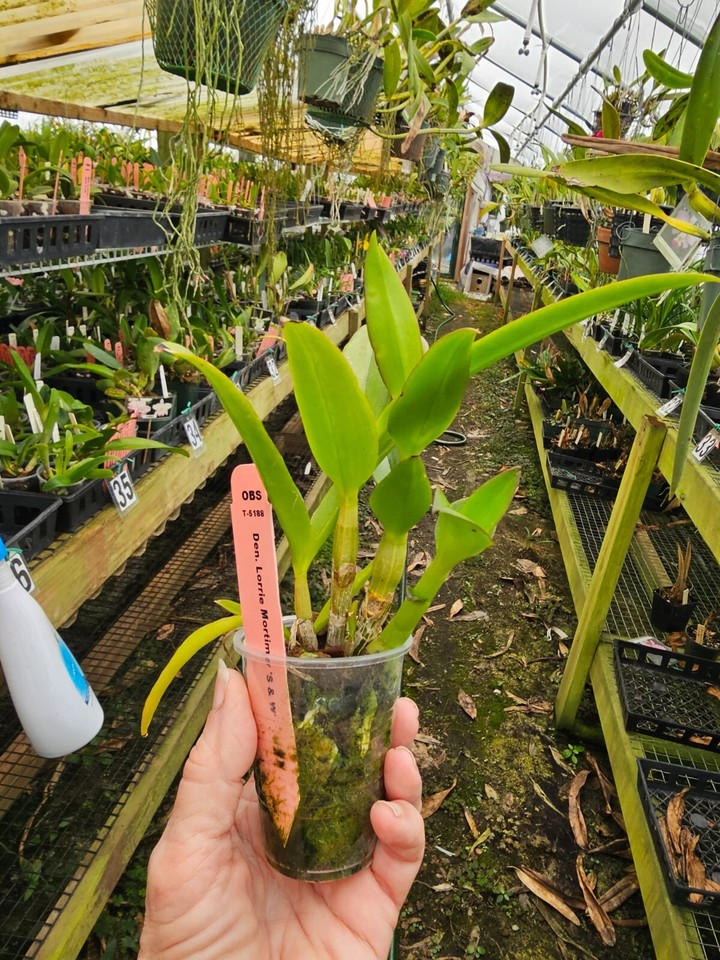 Dendrobium Lorrie Mortimer Live Orchid plant 2 Inch Pot 3B40 | eBay