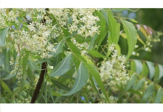 What Is Neem Extract? Benefits, Uses, Risks, And Side, 47% OFF