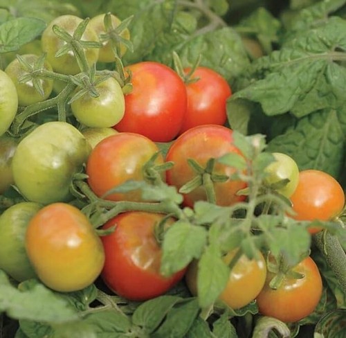 Micro Tom Red Micro Dwarf Tomato Premium Seed Packet | eBay