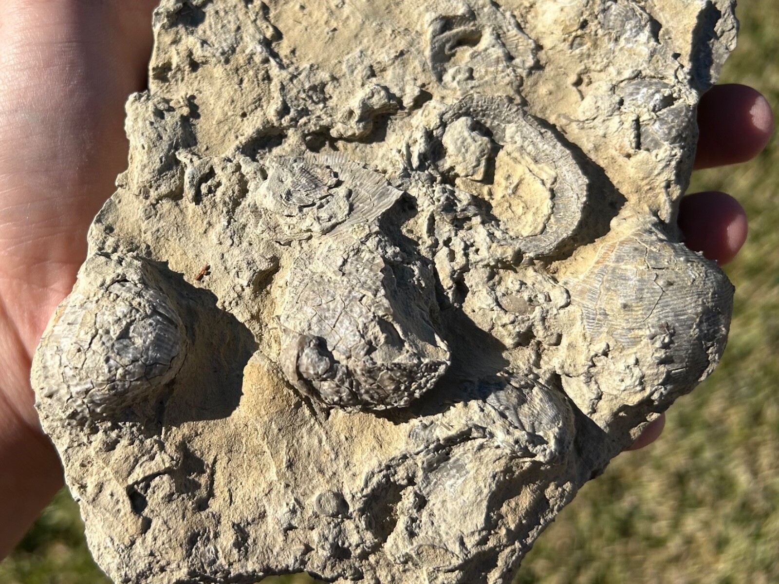 HUGE Fossil Brachiopods Death Plate 7” Two Sided Missouri Pennsylvanian ...
