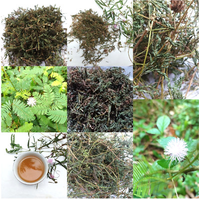 Dried Mimosa Pudica Sensitive Plant Root Leaves Mix Organic Herbal Nidi ...
