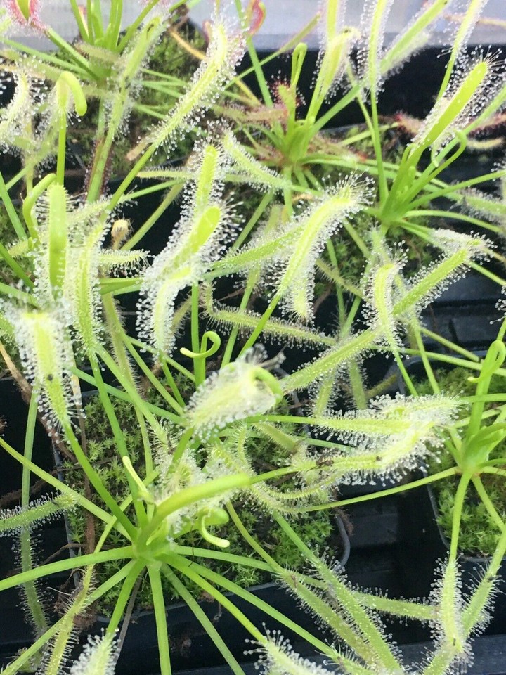 Drosera Capensis Alba White Flower (x1) Live Tropical Carnivorous ...