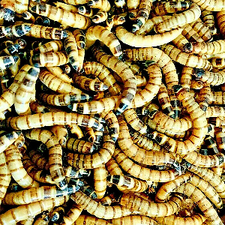 Superworm CO | eBay Stores