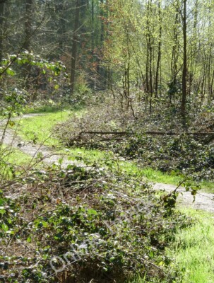 Photo 12x8 High Scrubs path Cholesbury A footpath is seen snaking into ...