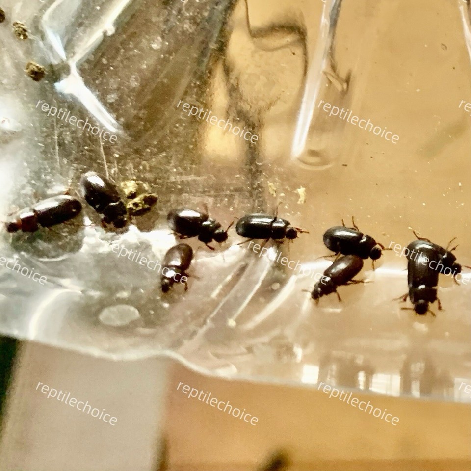 Buy 1 Get 30% Extra Free!!! Cleaner Crew-Buffalo Beetle-Lesser Mealworm ...