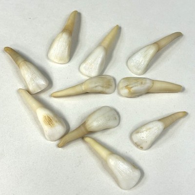 Lot Of 10 Real North American Bison Buffalo Teeth Cleaned Crafts Art ...