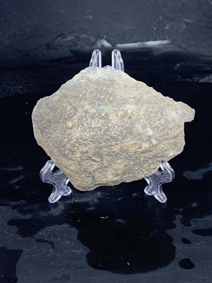 Coprolite Slab( Petrified Dinosaur Poop ) Utah ,Polished With Stand | eBay