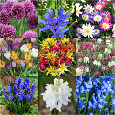 SPRING FLOWERING GARDEN FLOWERS BULBS/CORMS ROCKERY BEDDING PERENNIAL ...