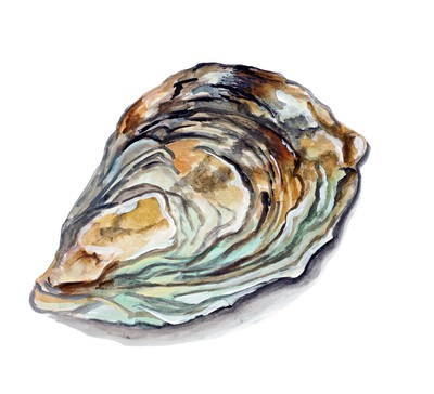 Oyster Shell Sticker Decal Home Office Dorm Wall Exclusive Art Tablet ...