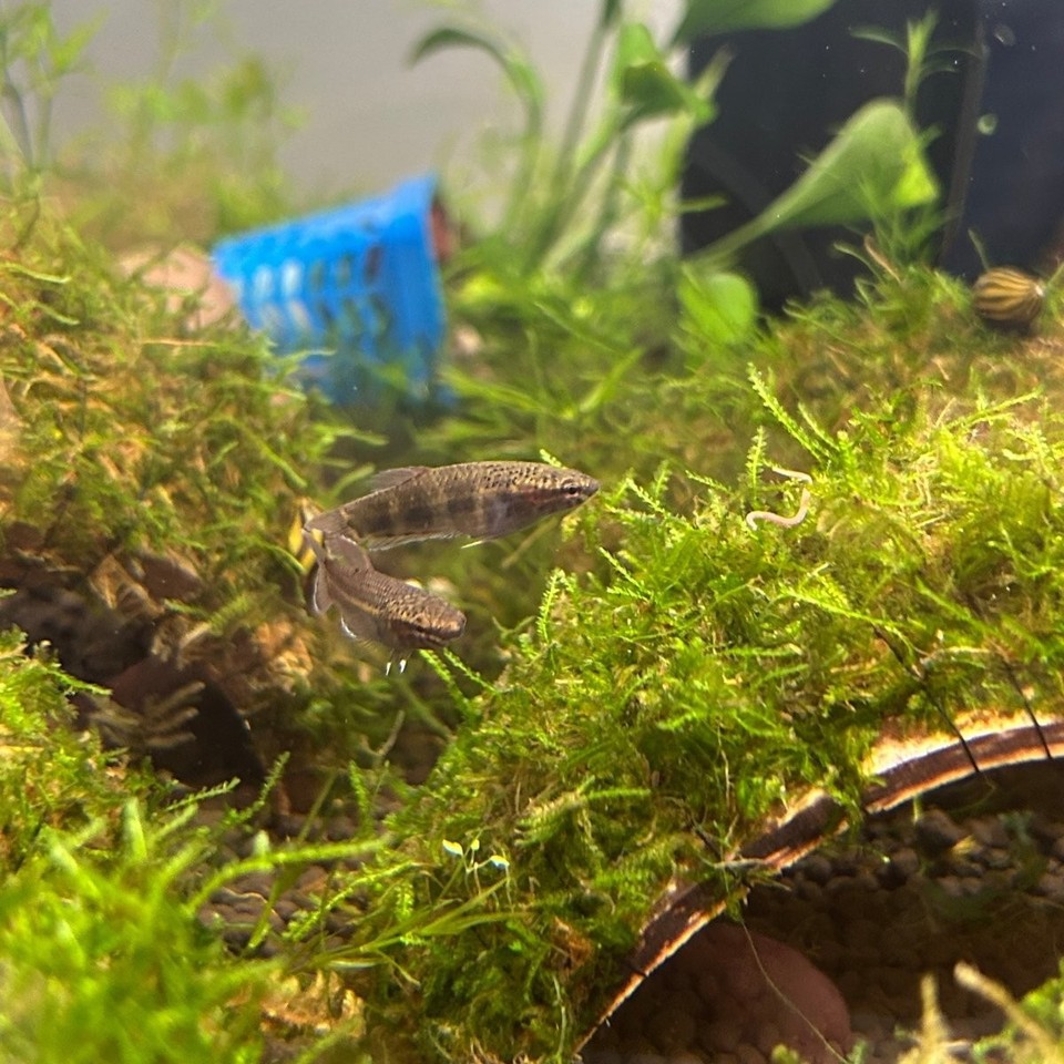 Betta channoides snakehead - Wild Type | eBay