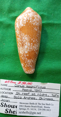 Conus magnificus #M0462 Japan 68mm | eBay