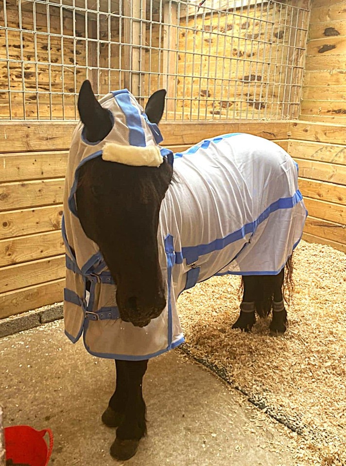 MINI SHETLAND/SHETLAND/SMALL PONY WHITE FLY RUGS 3'0" TO 5'3" FROM TOP ...