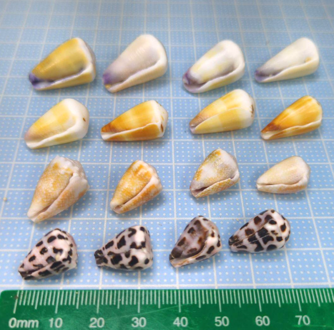 Hebrew cone & cone shell from japan Art Craft Shells of Okinawa 275 ...