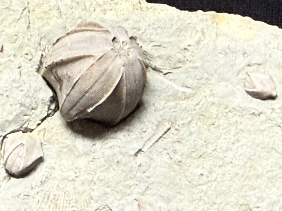 Blastoid-Plump Pentremites w/ 2 Smaller Blastoids-Illinois-Fossils ...