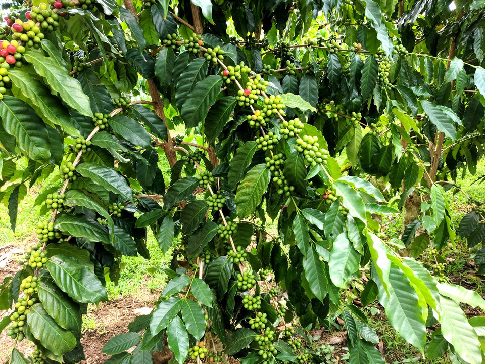 Panama Geisha Coffee Beans Medium Roasted Daily 10 Pounds In 1 Pound ...