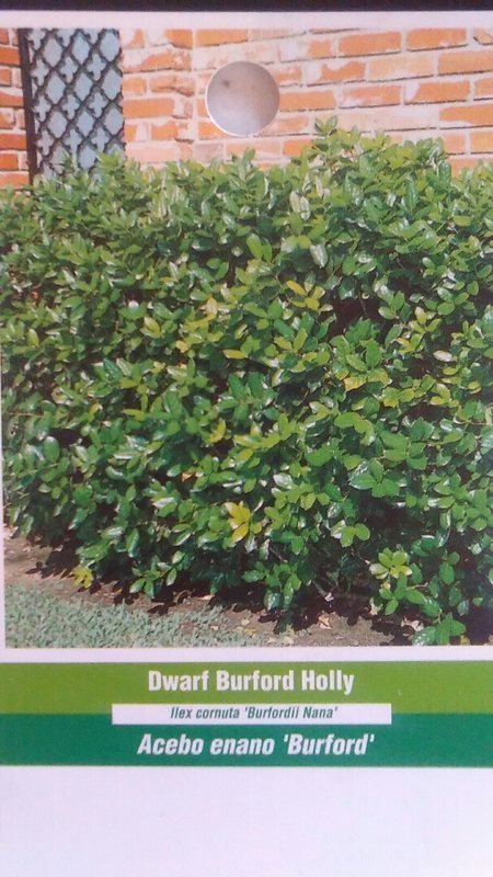 Dwarf Burford Holly Hedge
