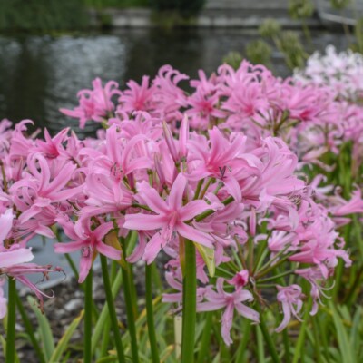 T&M Amarine BellaDiva Mixed Nerine Hardy Bulb Garden Pink Flowering 3 ...