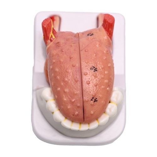 Anatomy Teaching model 1:1 Tongue & Tooth Model 4-Part Removable Lower ...