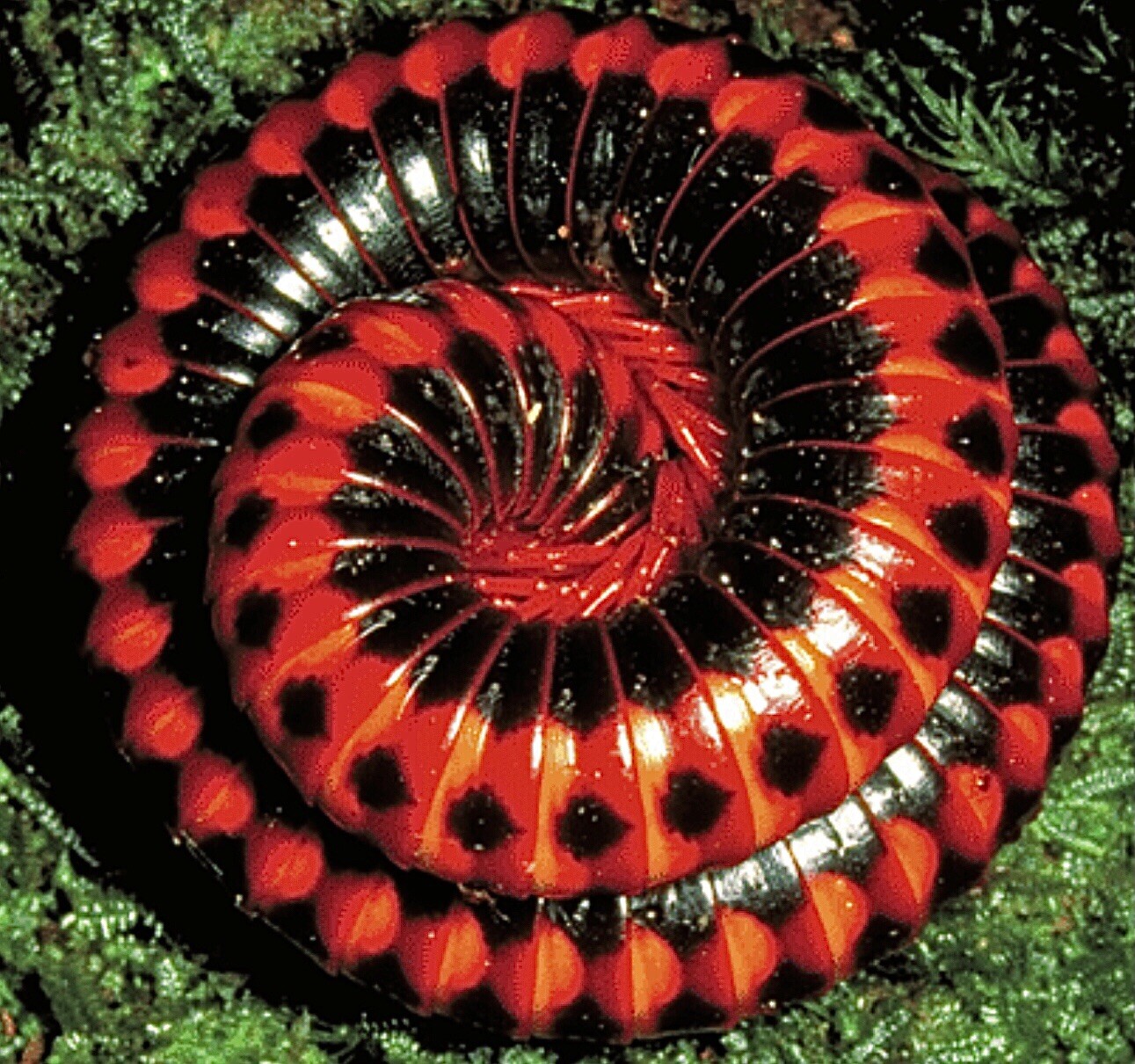 CB22 Fire Sided Millipede (Black Striped) Adult 6-8cm For Bioactive ...