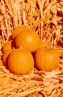SPIRIT HYBRID PUMPKIN SEEDS * COMPACT PLANT USES VERY LITTLE SPACE * 7 ...