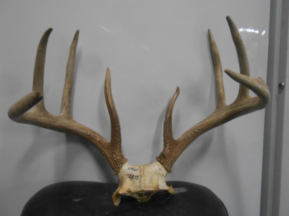 4x4 Wild WHITETAIL DEER RACK Antlers mule mount taxidermy elk cape ...